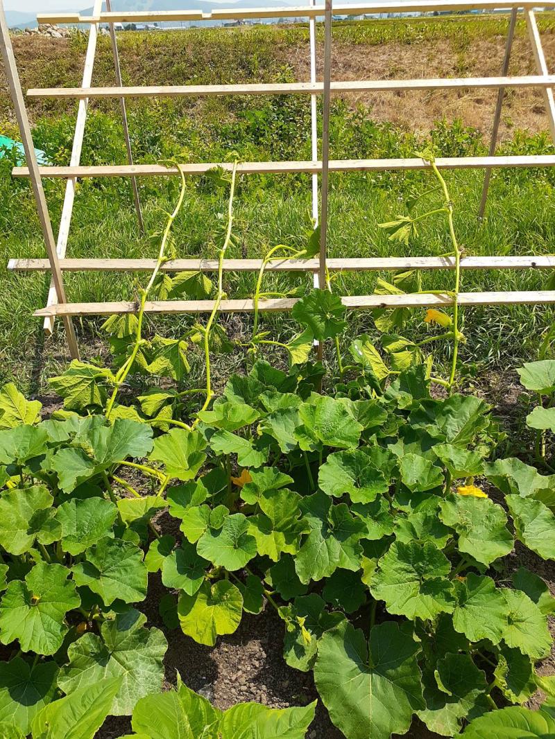 サッシ・インプラスのご相談は北海道のLIXILFCマドリエ旭川永山